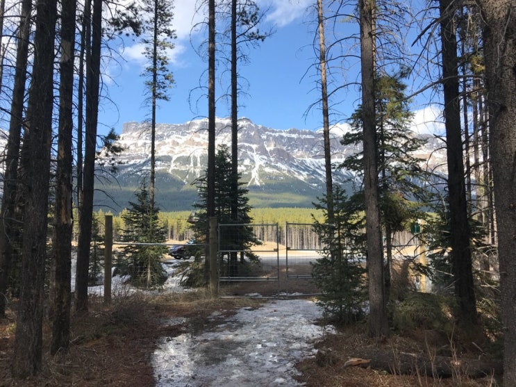 Taylor Lake / near Castle Junction(Hwy 1), AB : 네이버 블로그
