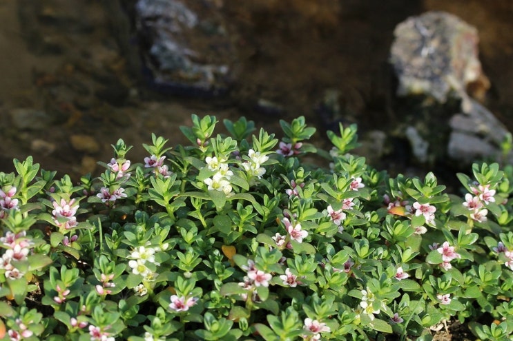 갯봄맞이(흰갯봄맞이) : 네이버 블로그