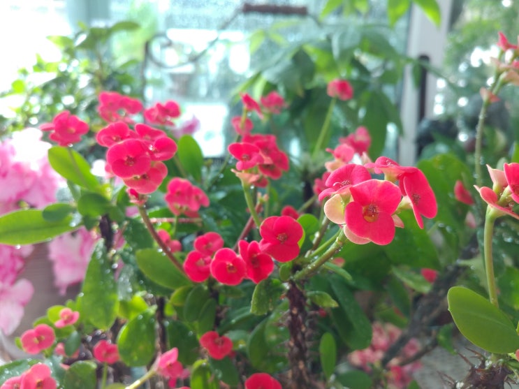 신명기 33장, 34장 [ 2018년 5월4일 성경타자통독 160일 ] : 네이버 블로그