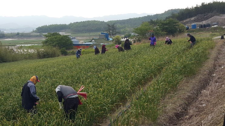 마늘쫑 제거작업.. : 네이버 블로그