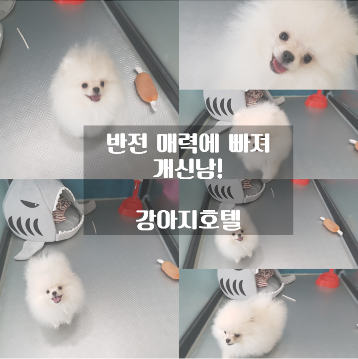 강아지 애견 호텔 소형견 호텔 포메라이언 루키 반려견행동교정 소형견훈련소 애견행동교정 애견교육센터 광주광역시