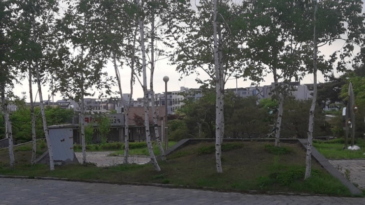 자작나무 : 네이버 블로그