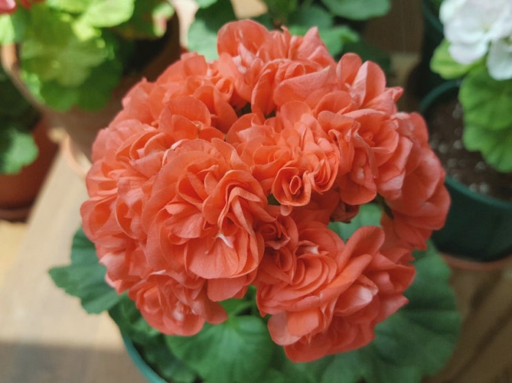 사랑별빛 : 네이버 블로그