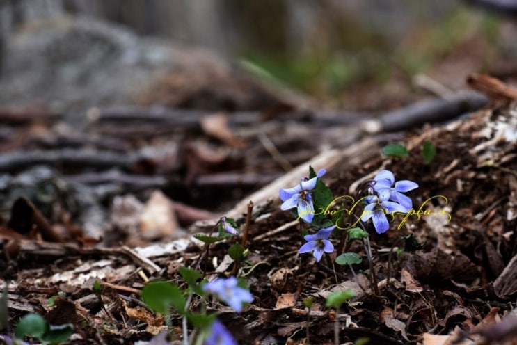 누운제비꽃(Viola epipsila Ledeb.) : 네이버 블로그