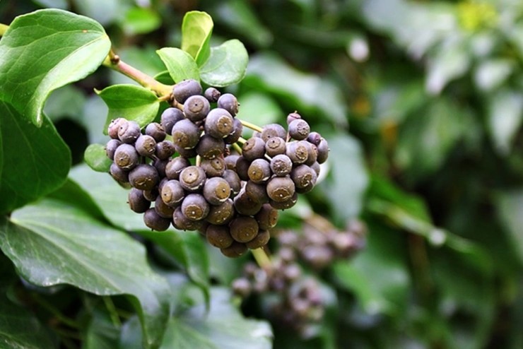 송악/제주도에서 : 네이버 블로그