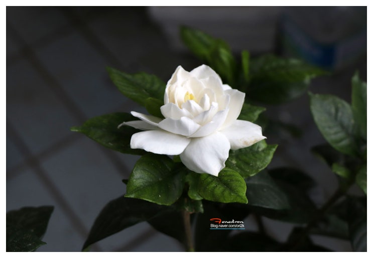 베란다의 화초, 명월초,삼붕니야와(Gynura procumbens) : 네이버 블로그