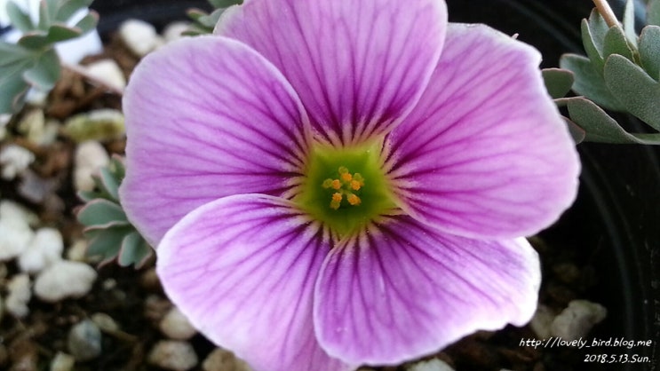 Oxalis enneaphylla, laciniata 'Joe Elliott', 'Ione Hecker' : 네이버 블로그