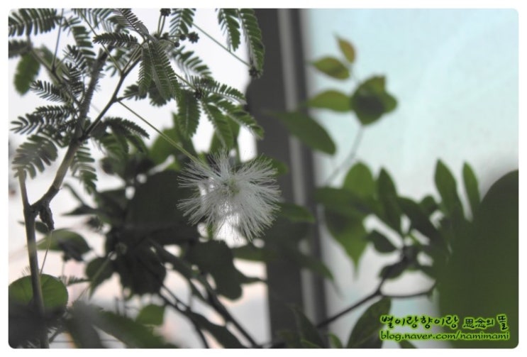 백자귀, 밤에 피는 꽃, 향기로운 꽃 : 네이버 블로그