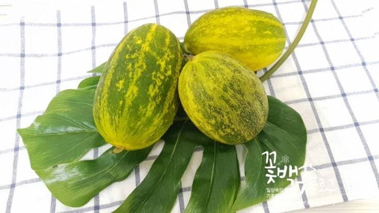 5월제철과일 상하농원 파파야멜론 신세계 : 네이버 블로그