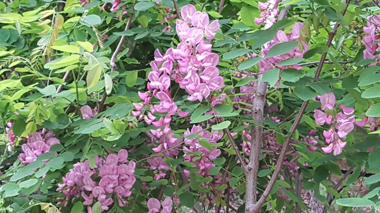 보이소~ 장아찌 짱 아줌마네 장아찌 공장 주변에 꽃분홍 아카시아꽃이 활짝 폈습니다. 향이 일반 아카시아 꽃향이 아니라 특이하네요 ...