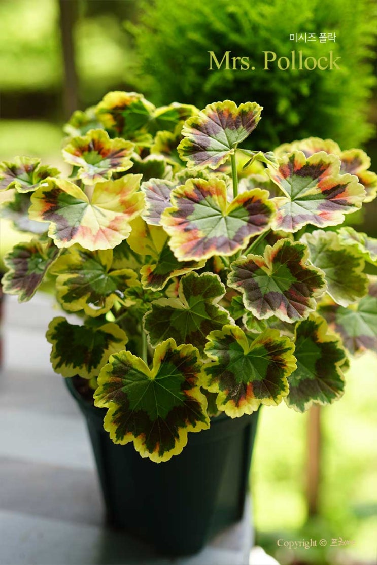 미시즈 폴락 (Mrs. Pollock) : 네이버 블로그