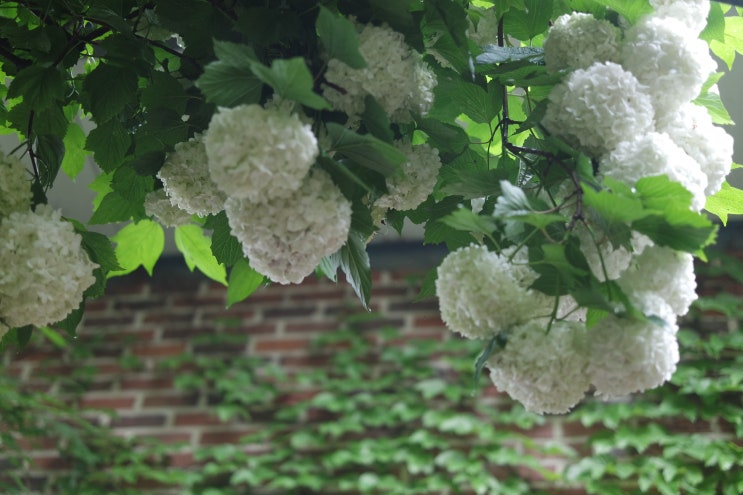 보고있어도 보고싶은 -오월에게 : 네이버 블로그