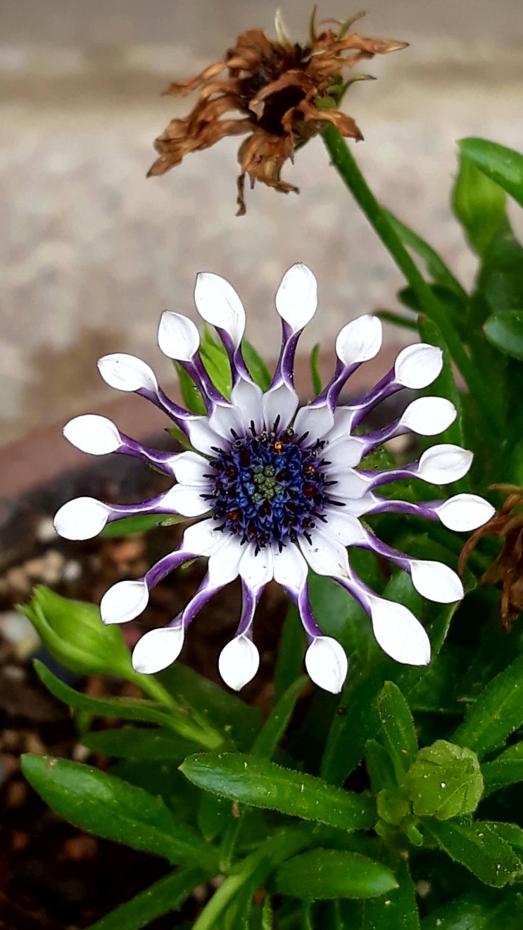 인생 끄트머리 : 네이버 블로그