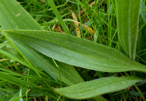 화장품원료_ Plantago Major Leaf Extract (한글성분명:왕질경이잎추출물) : 네이버 블로그