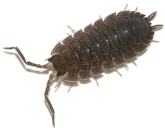 쥐며느리(wood louse, sow bug) : 네이버 블로그
