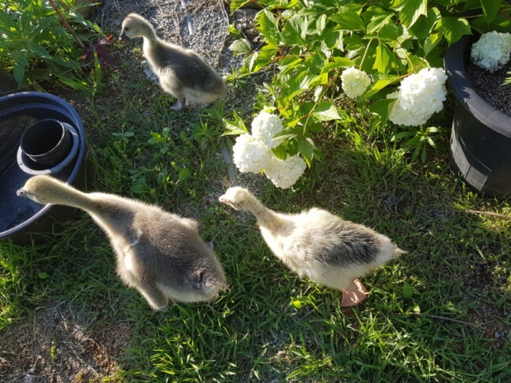 일하는거위 (거위키우기) : 네이버 블로그