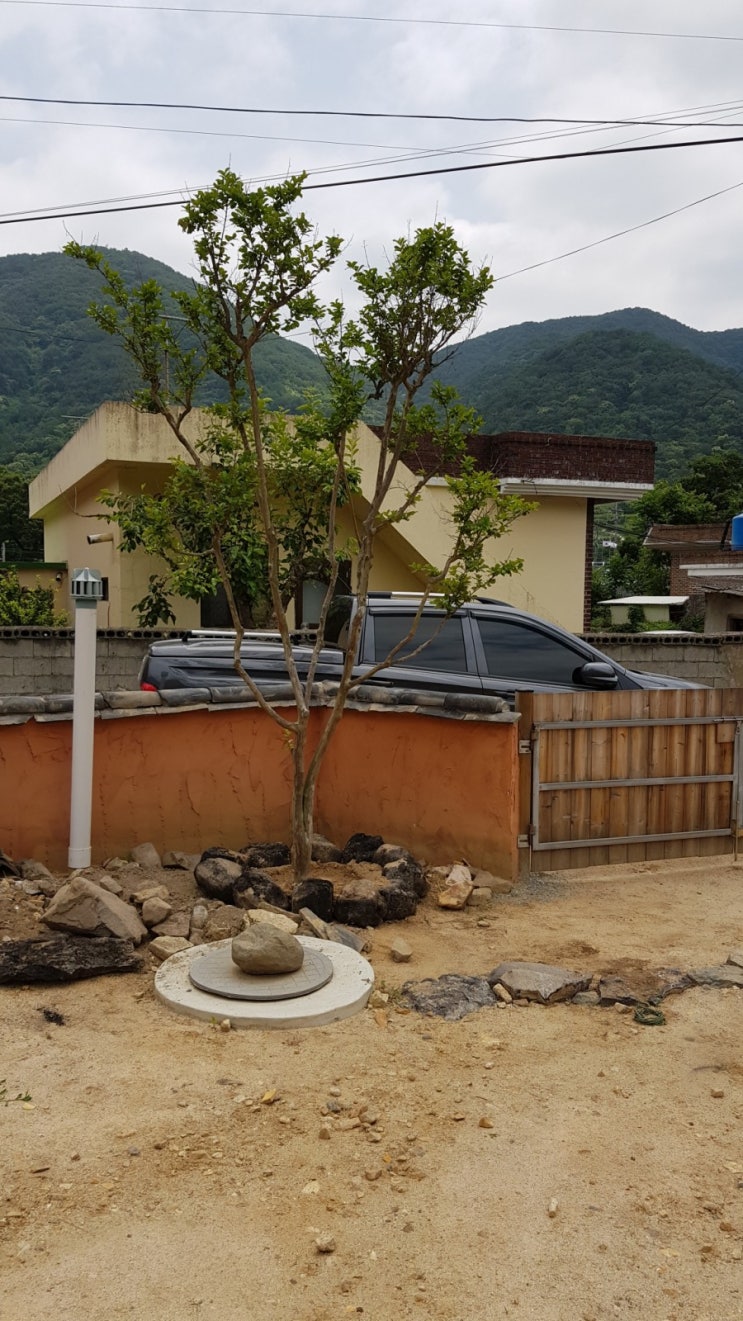 배롱 나무 심기(2) : 네이버 블로그