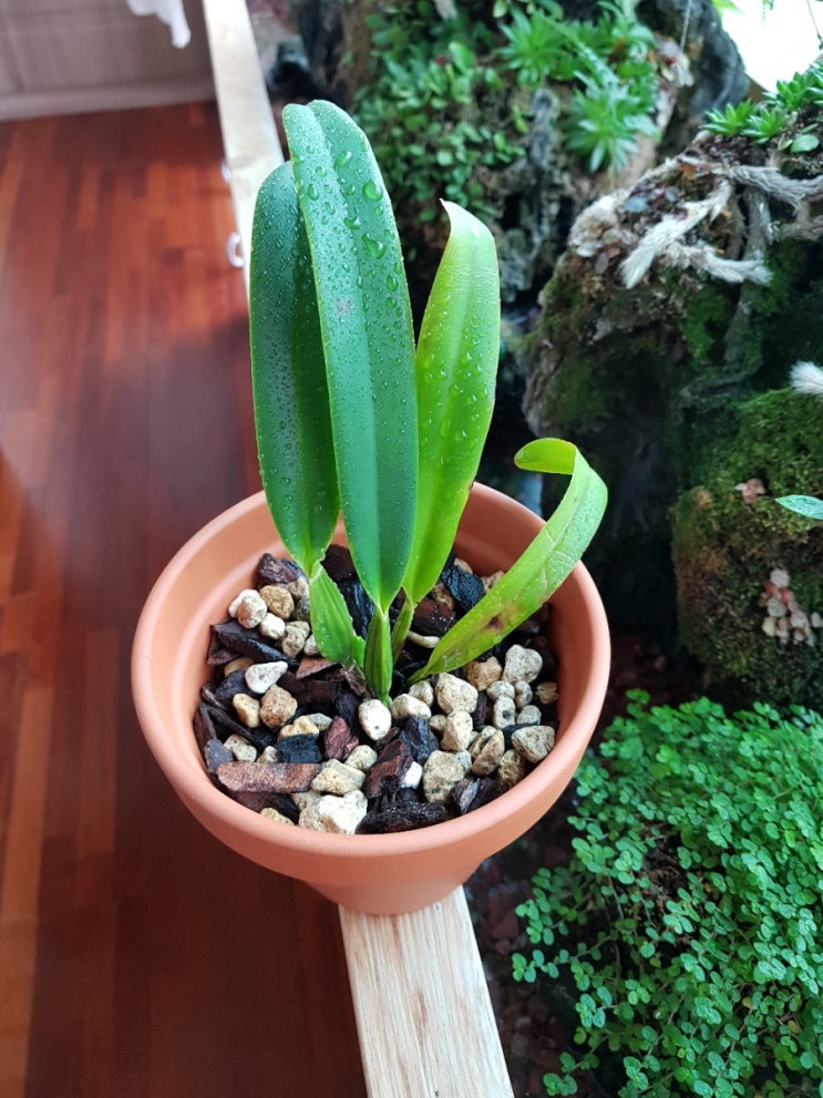 C. mossiae tipo : 네이버 블로그