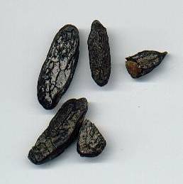 Tonka nut(통카넛) – 견과류가 만드는 포근하고 부드러운 향기 : 네이버 블로그