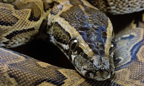 락파이톤(African rock python)[Python sebae sp] : 네이버 블로그