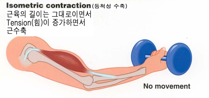 등장성 수축과 등척성 수축 : 네이버 블로그