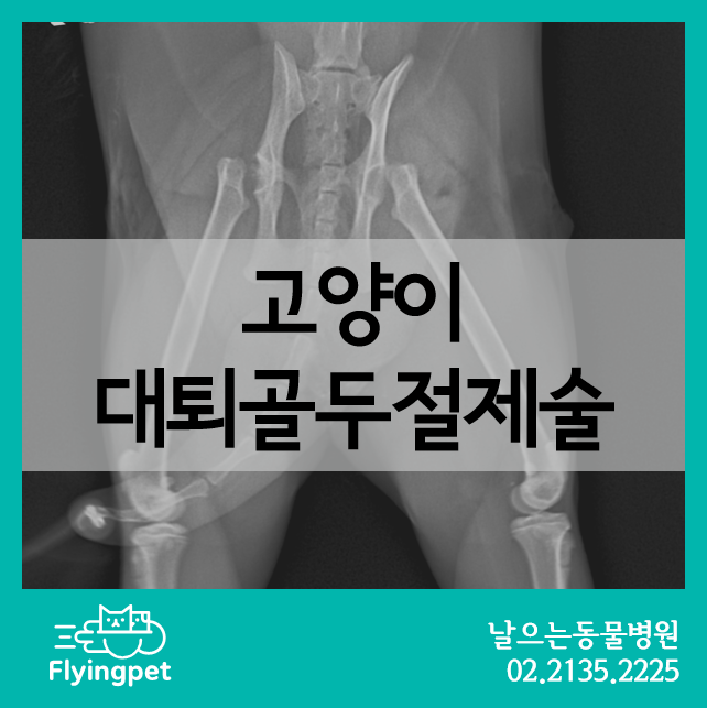 고양이의 대퇴골두절제술(FHNO) / 고관절이형성, Hip dysplasia, 고양이파행, Femoral Head and ...