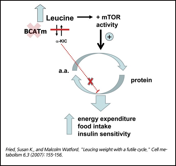 BCAA(Branched Chain Amino Acid)에 대해 : 네이버 블로그