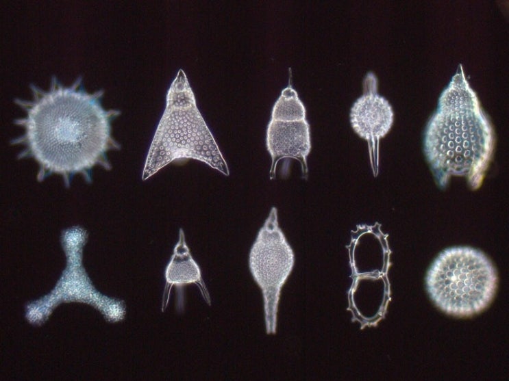 Primo Star : 네이버 블로그