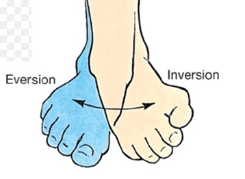 발의 외번근(가쪽 번짐근) Eversion of ther Foot : 네이버 블로그