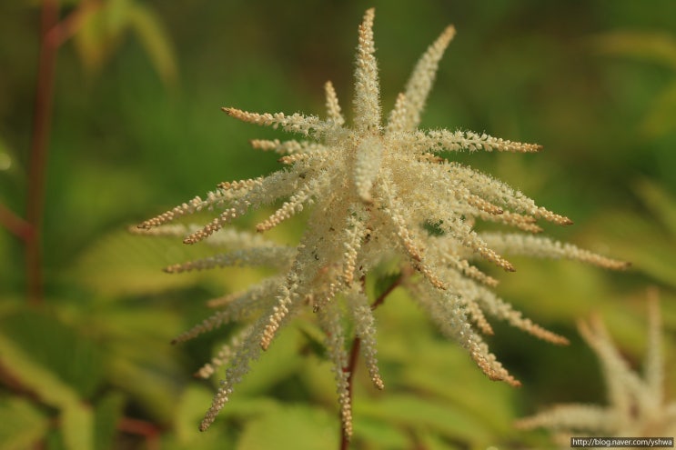 눈개승마, 식용에도 좋고 토지 유실 방지 능력도 뛰어나군요. - Korean goatsbeard, 봄여름 풀꽃 : 네이버 블로그
