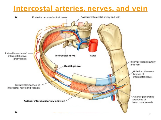 intercostal neuralgia 늑간 신경통 옆구리담 옆구리통증 : 네이버 블로그