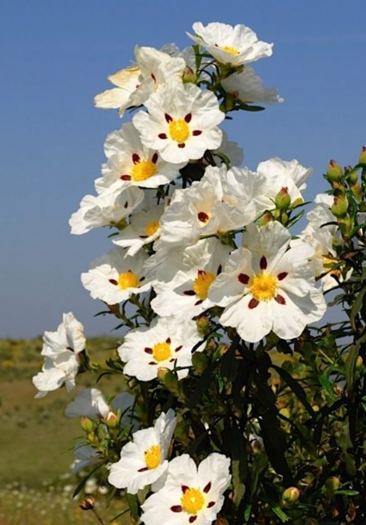 락로즈 에센셜오일, 효능(Rock Rose essential oil) : 네이버 블로그