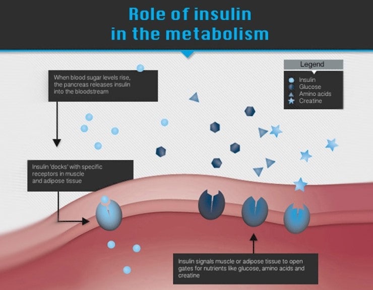 Prime Nutrition - Partition Elite 인슐린 모방 (미믹) : 네이버 블로그