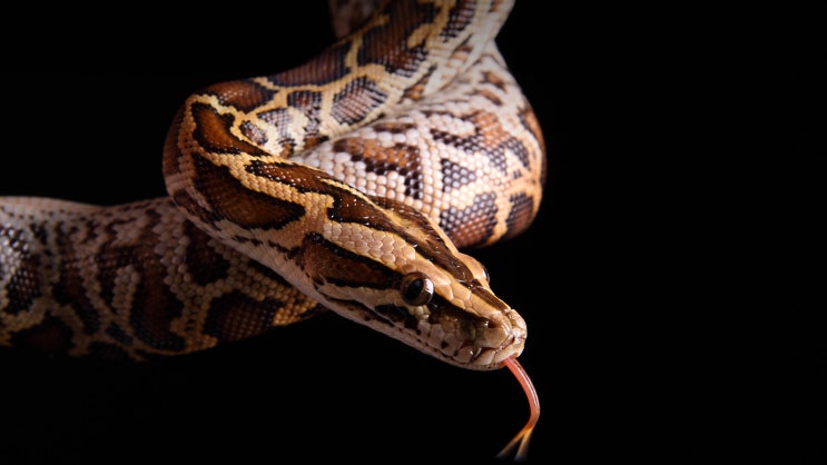 버미즈파이톤(Burmese Python)[Python bivittatus] : 네이버 블로그
