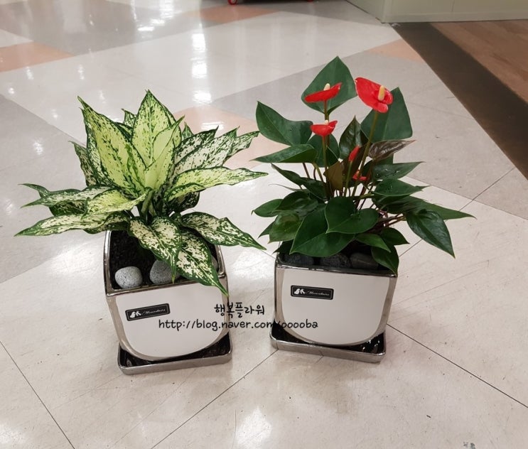 인사이동화분 동대문구청꽃집 제기동동사무소꽃집 동대문구의회꽃집 성동구의회꽃집 동대문꽃집 성동구청꽃집 동대문보건소꽃집 네이버 블로그