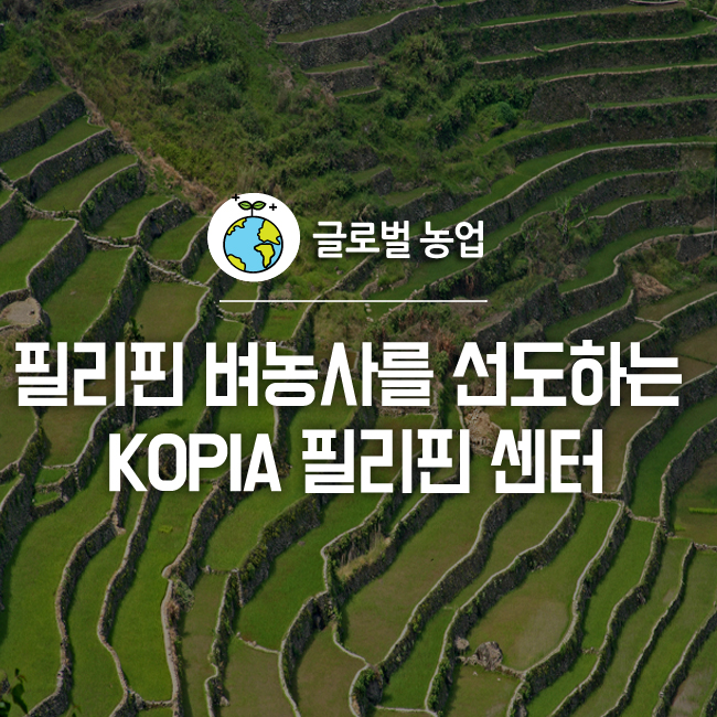 벼농사 기술 보급으로 복지 농촌 건설하는 코피아(KOPIA) 필리핀 센터 : 네이버 블로그