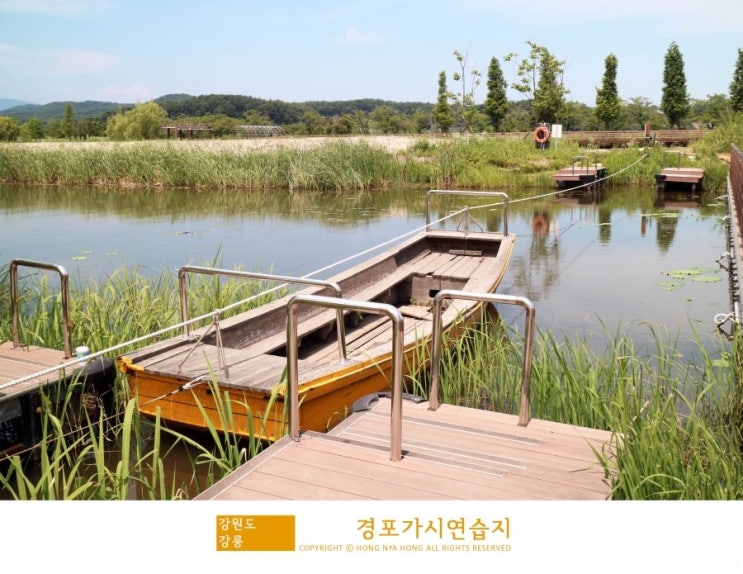 강릉 가볼만한곳 경포가시연습지 네이버 블로그