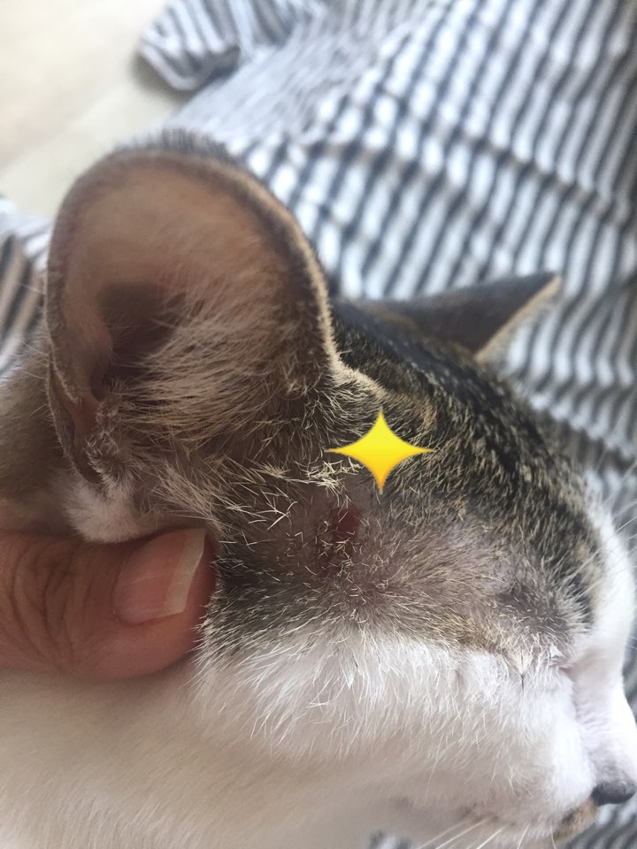 고양이 곰팡이성 피부병 원인과 증상 그리고 치료방법 사람에게 옮았을 시 치료법 네이버 블로그