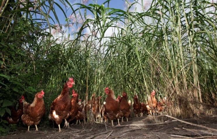 Brushy One String - Chicken In The Corn : 네이버 블로그