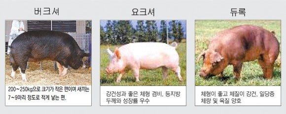 우리나라 새로운 얼룩돼지 YBD : 네이버 블로그