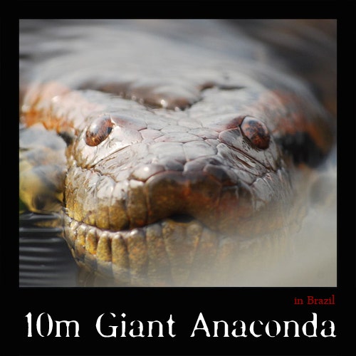 Incredible 10m Giant Anaconda snake caught in Brazil.[브라질 10m괴물뱀의 진실 ...