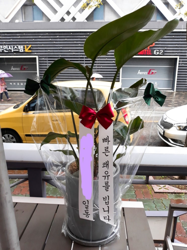 쾌유기원공기정화식물♡ 집들이화분귀면각금전수돈나무칠곡선인장팔거역꽃집대구보건대병원꽃집로즈마리병원꽃집출산축하꽃