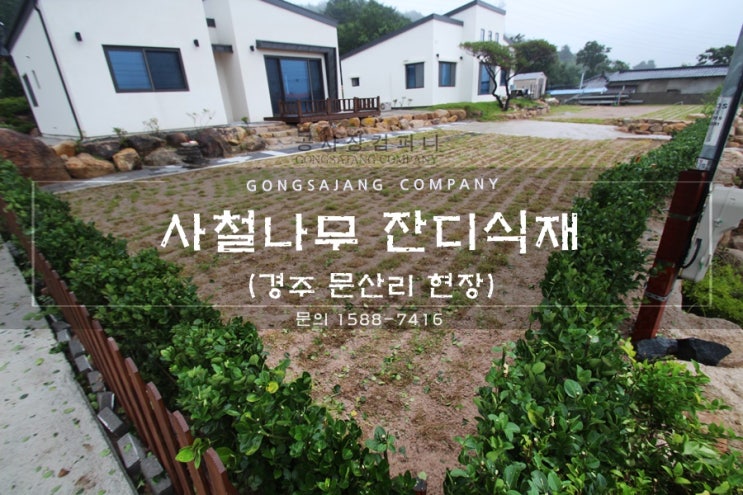 공사장컴퍼니 울산잔디 마당꾸미기 사철나무 조경공사 식재작업 전지작업 조경전문업체 네이버 블로그