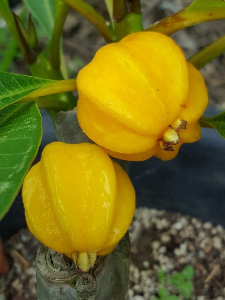 피탕카투바(pitangatuba) : 네이버 블로그