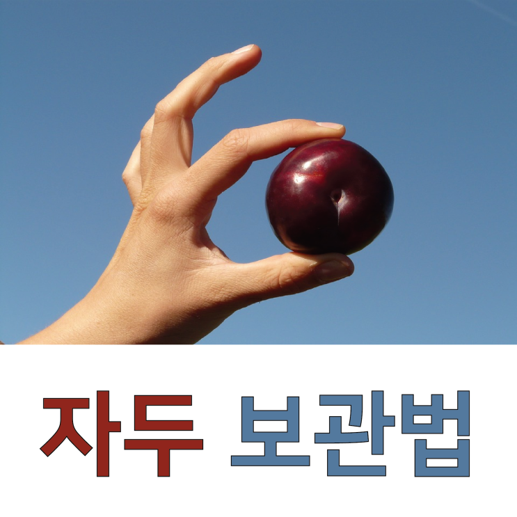 7월 제철과일 자두 보관법 자두 보관방법 자두 보관하는법 자두 보관하는 방법 자두 효능 자두 고르는법