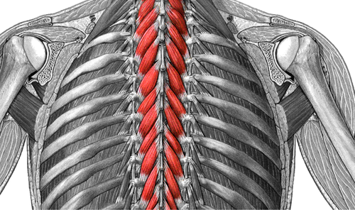겉근육과 속근육 (Local muscle and Global muscle) : 네이버 블로그