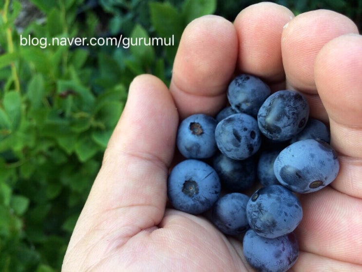 SHb) 선샤인블루(Sunshine Blue) : 네이버 블로그