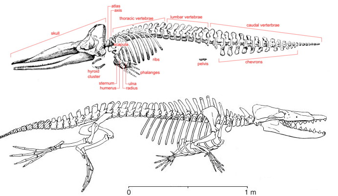 사지동물이 수생 동물로 진화하는 것에 대한 고찰 : 네이버 블로그