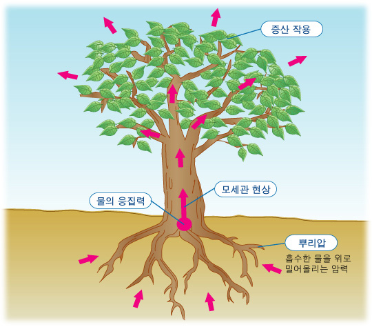 식물의 증산작용과 폭염으로 인한 고온피해 및 대처 네이버 블로그