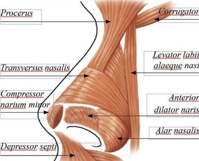 코 모양과 연관되는 근육 : 네이버 블로그